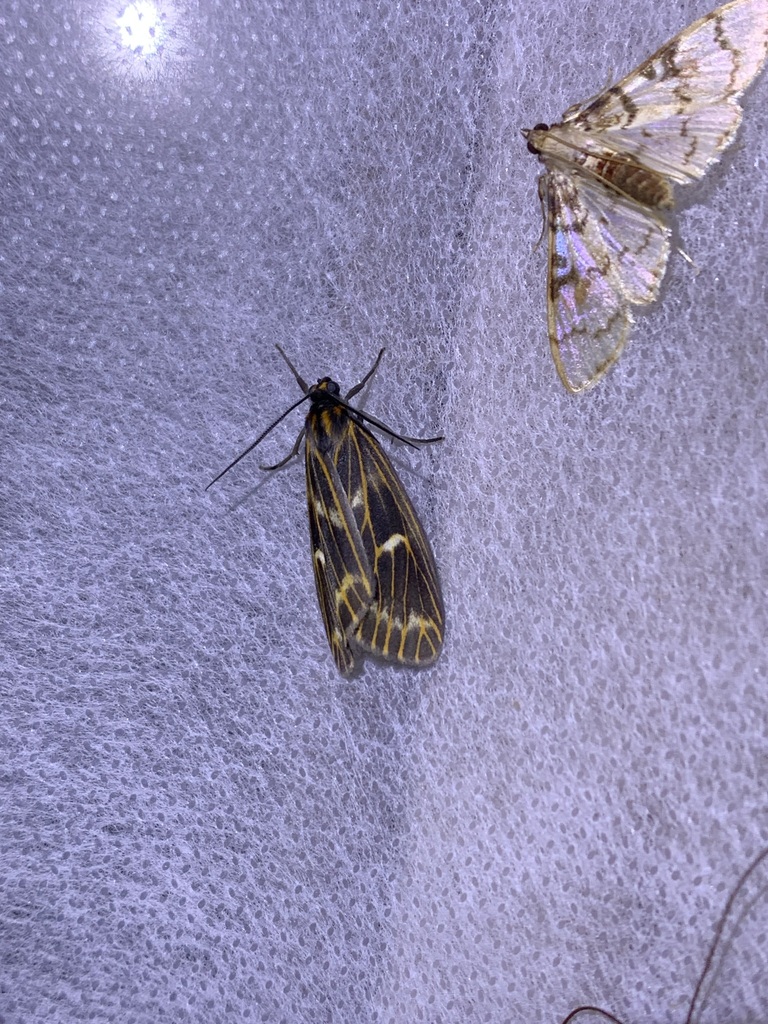 Butterflies and Moths from Sierra Nevada de, Santa Marta, Magdalena ...