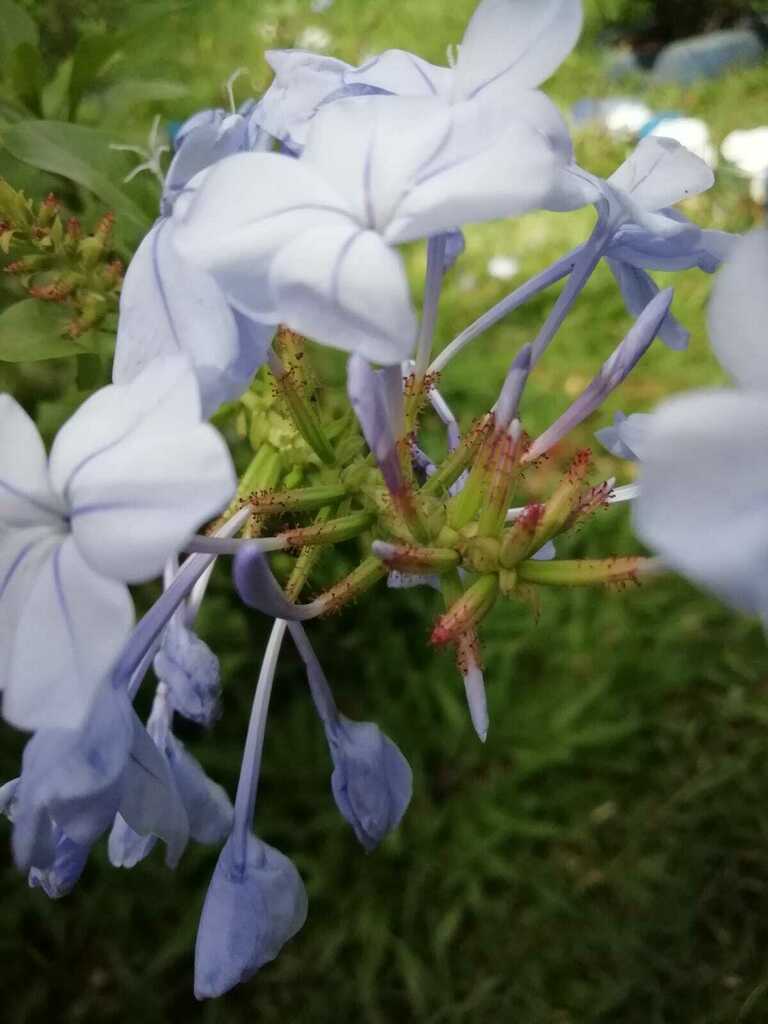 embeleso desde Conservatorio de Ibagué el06 de abril de 2023 de indra ...