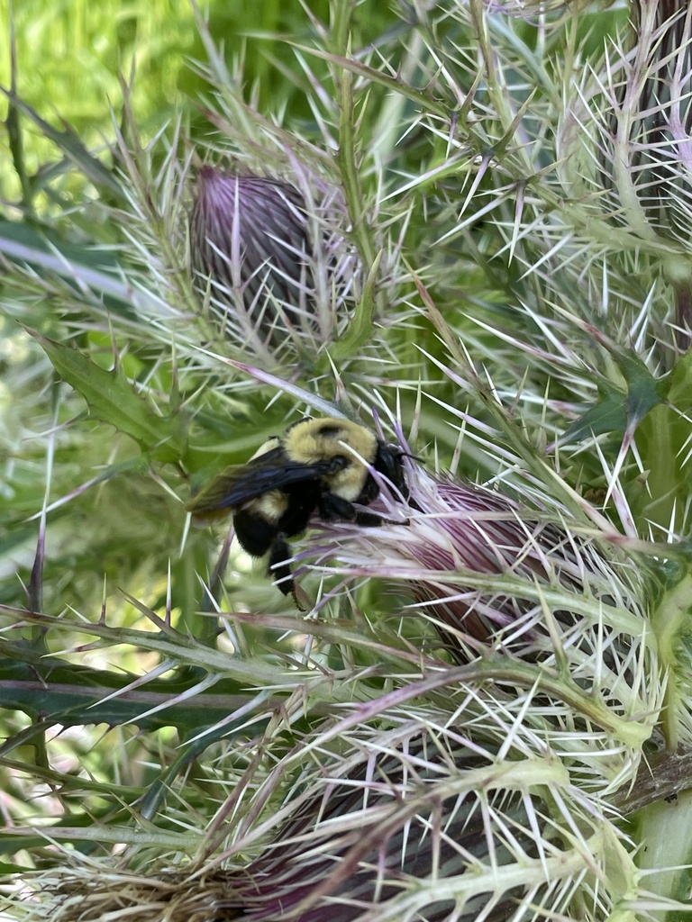 Brown-belted Bumble Bee from Ridgeland, MS, US on April 10, 2023 at 04:37 PM by Nate Venarske ...