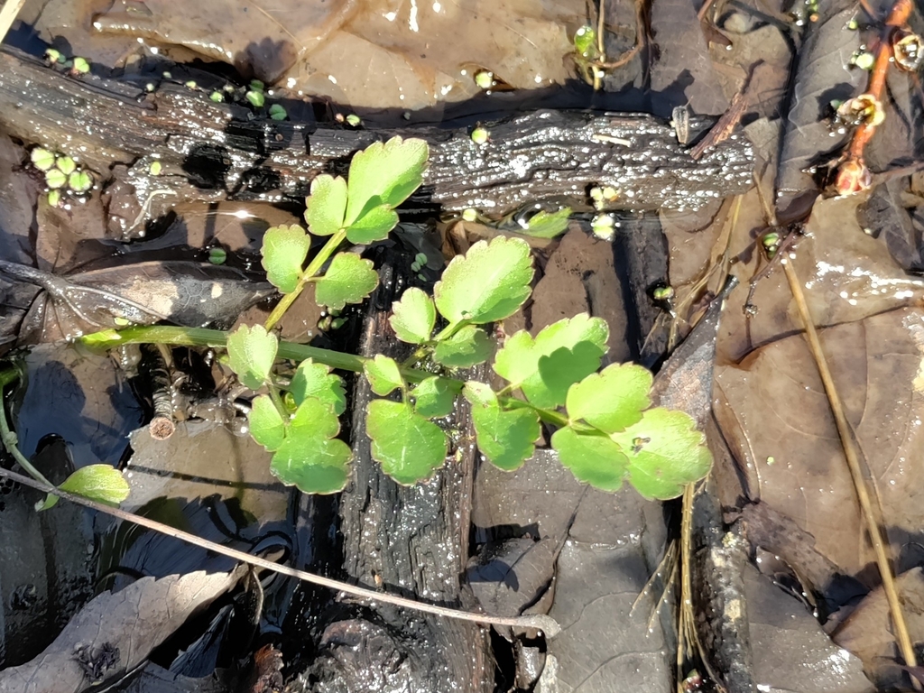 Java water-dropwort from Glenview, IL 60025, USA on April 11, 2023 at ...