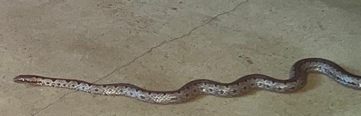 Mopane Snake from Kruger Park, South Africa on April 10, 2023 by ...