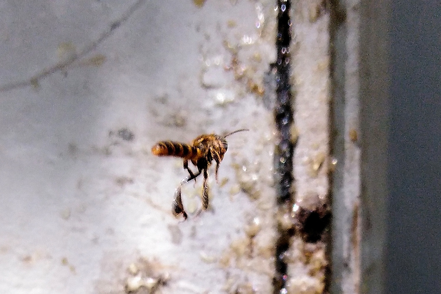 Tetragona clavipes (Fabricius, 1804)