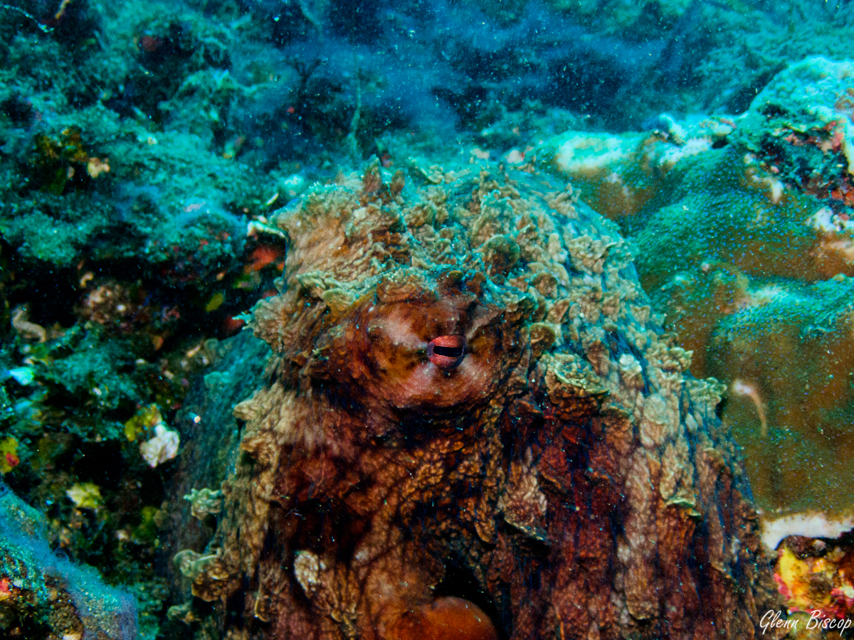 Octopus sinensis d'Orbigny, 1834