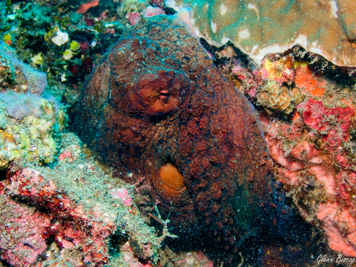 Octopus sinensis d'Orbigny, 1834