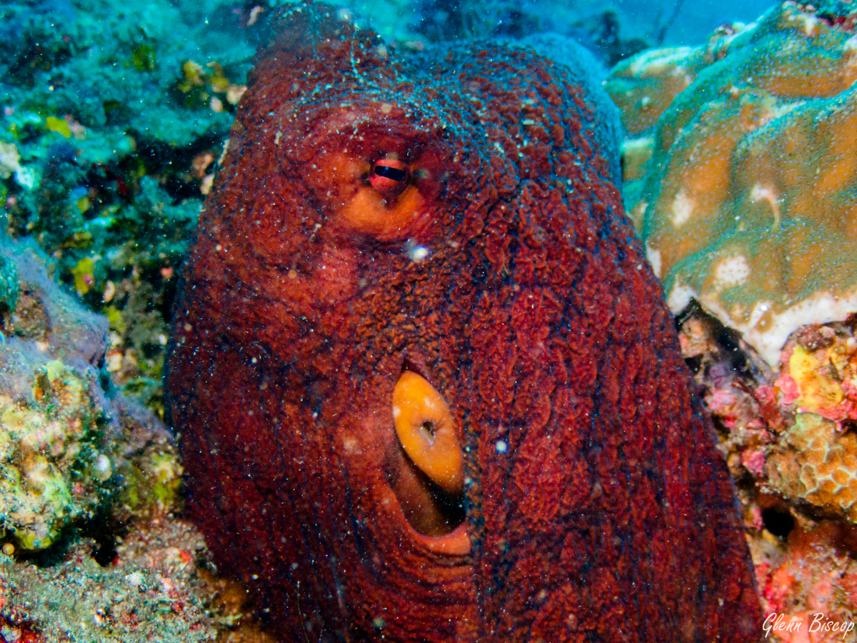 Octopus sinensis d'Orbigny, 1834