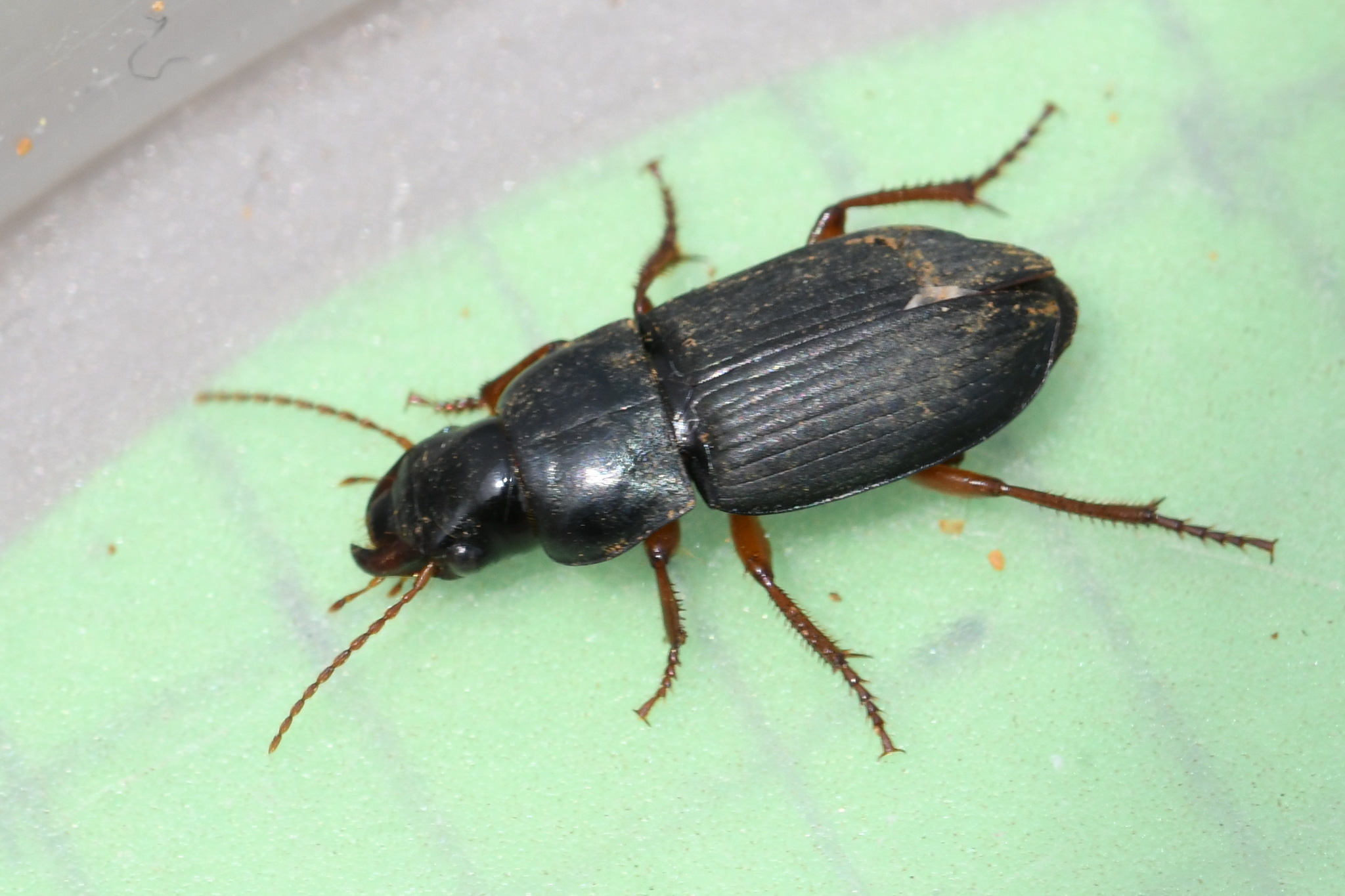 Harpalus rubripes (Duftschmid, 1812)