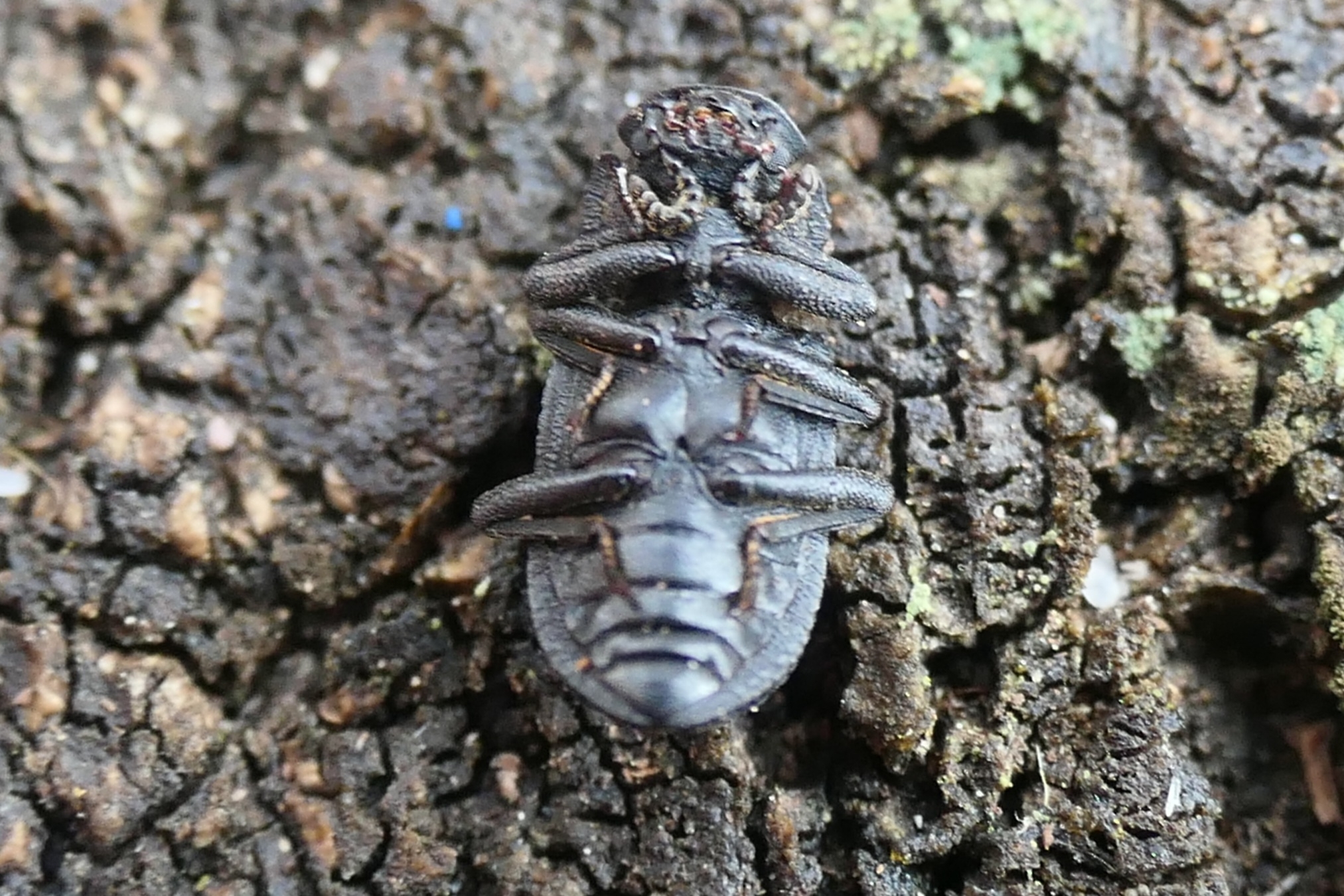 Bolitophagus reticulatus (Linnaeus, 1767)