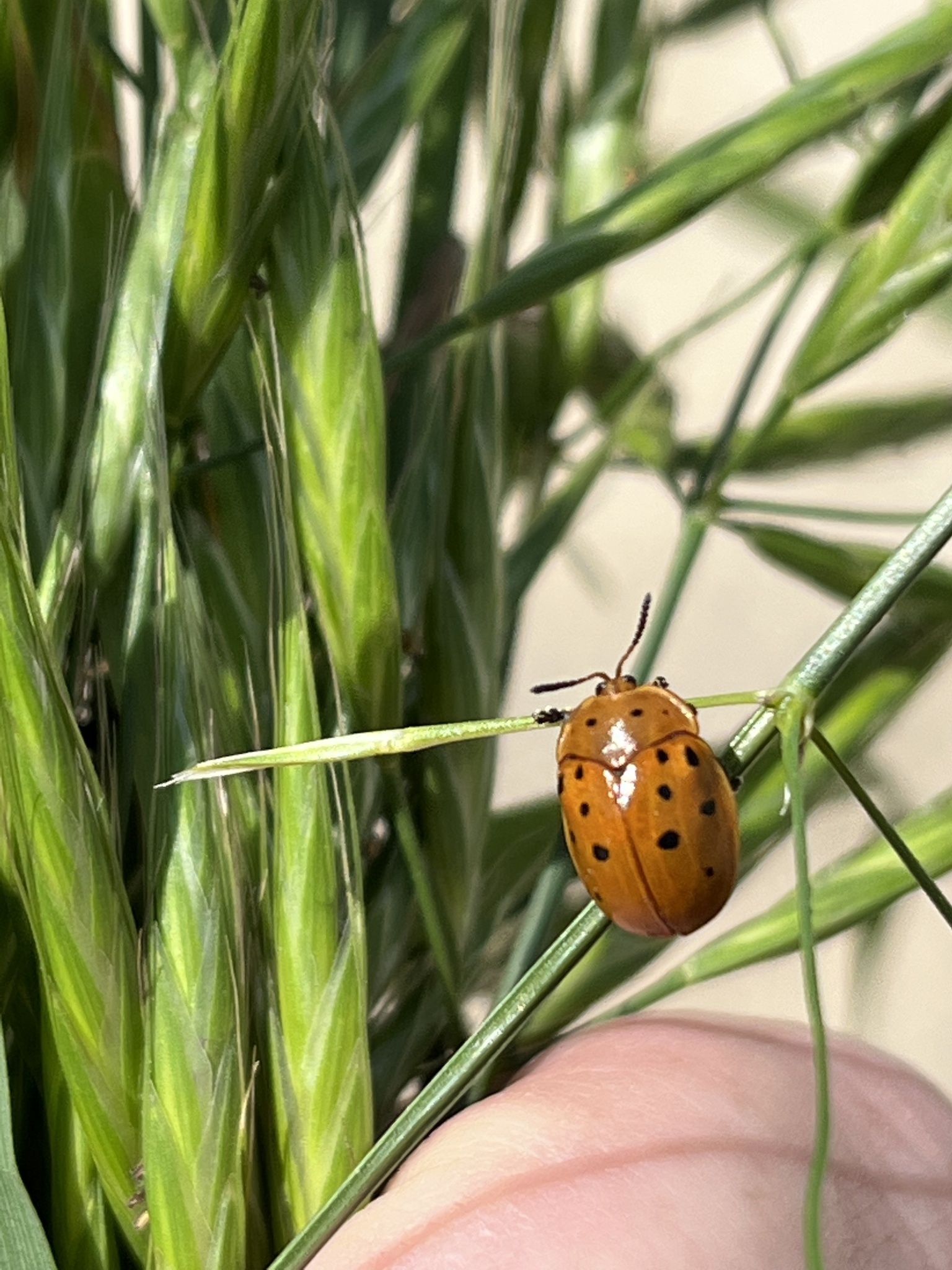 Chelymorpha cassidea (Fabricius, 1775)