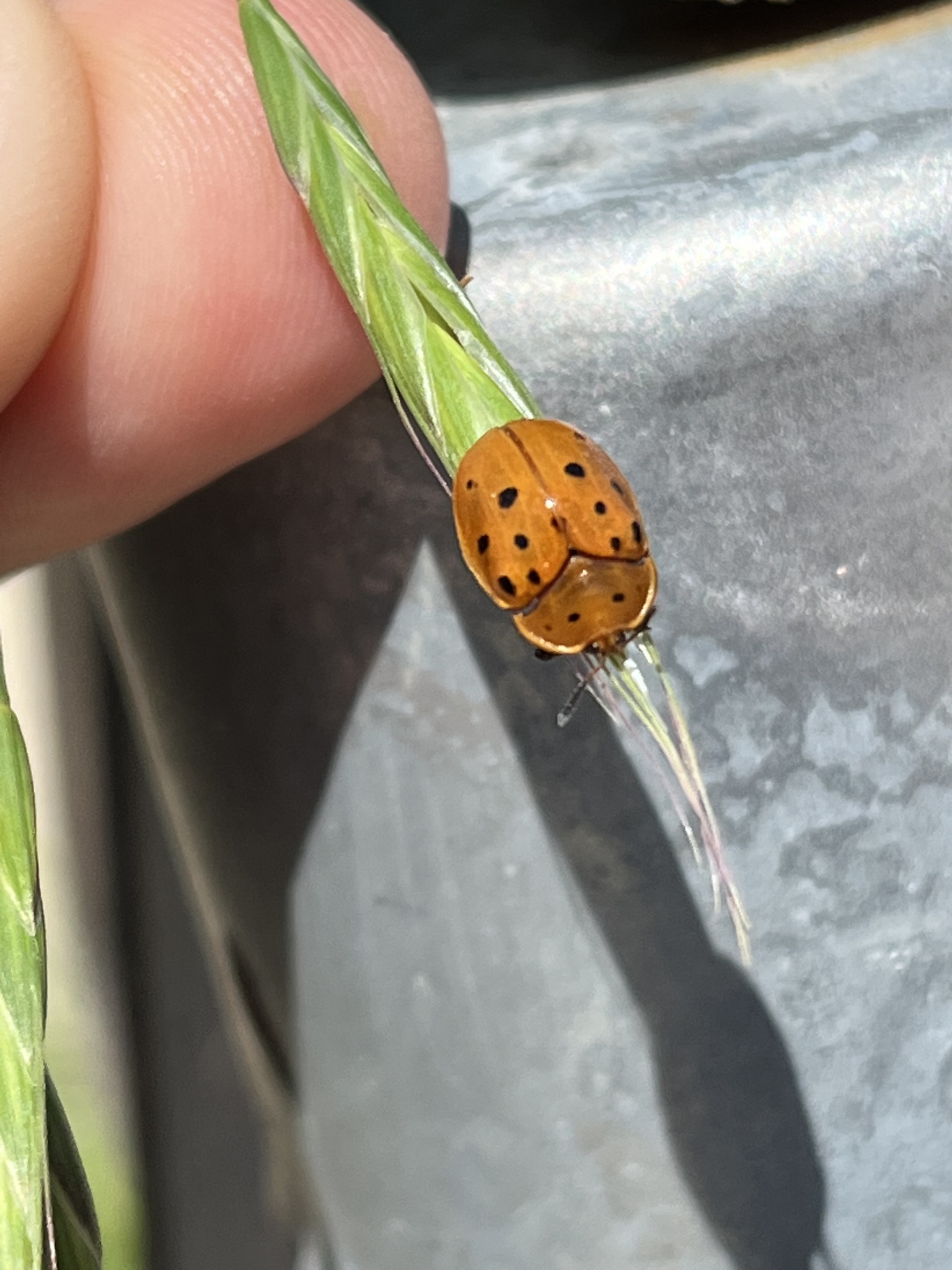 Chelymorpha cassidea (Fabricius, 1775)