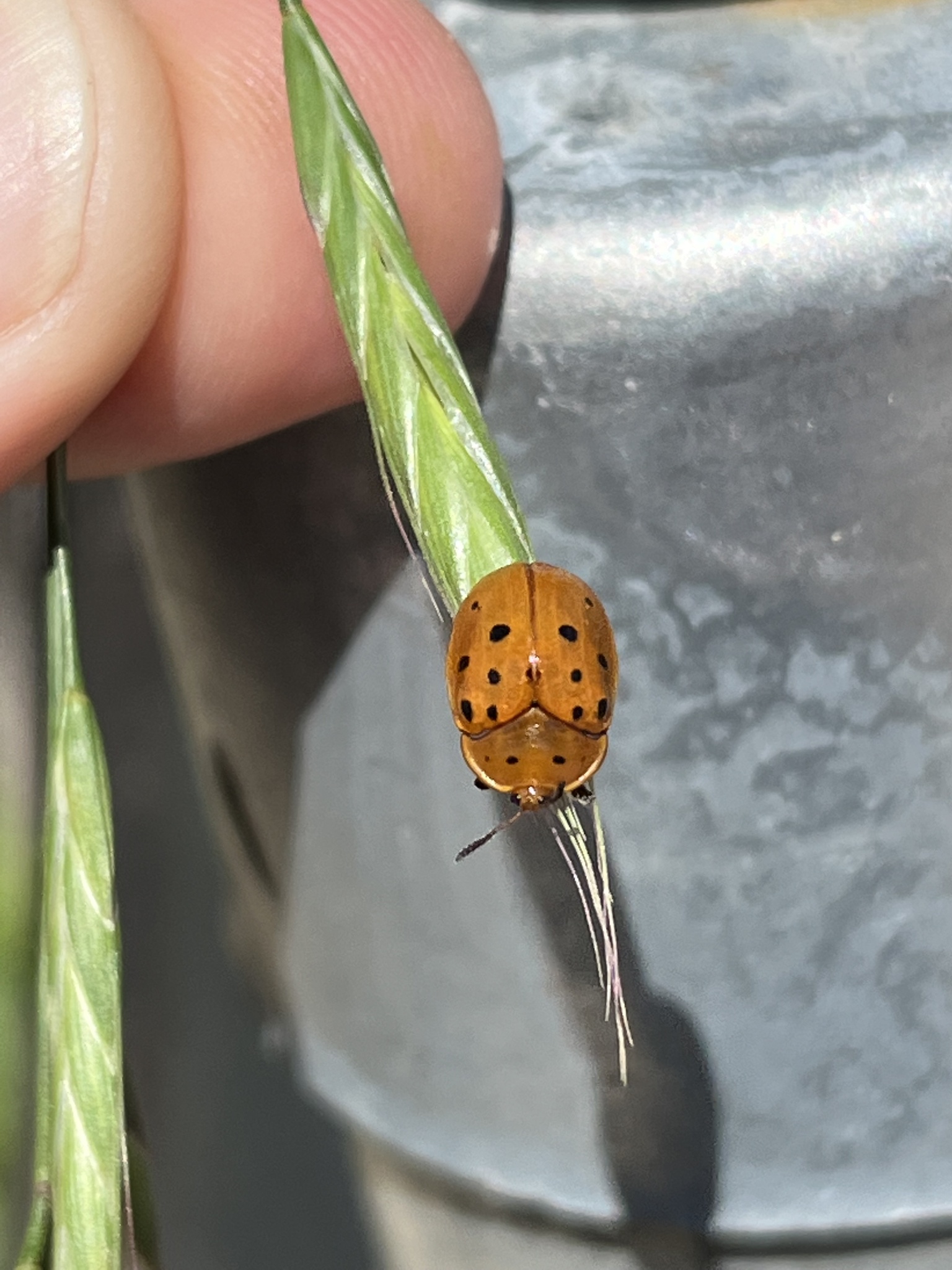 Chelymorpha cassidea (Fabricius, 1775)