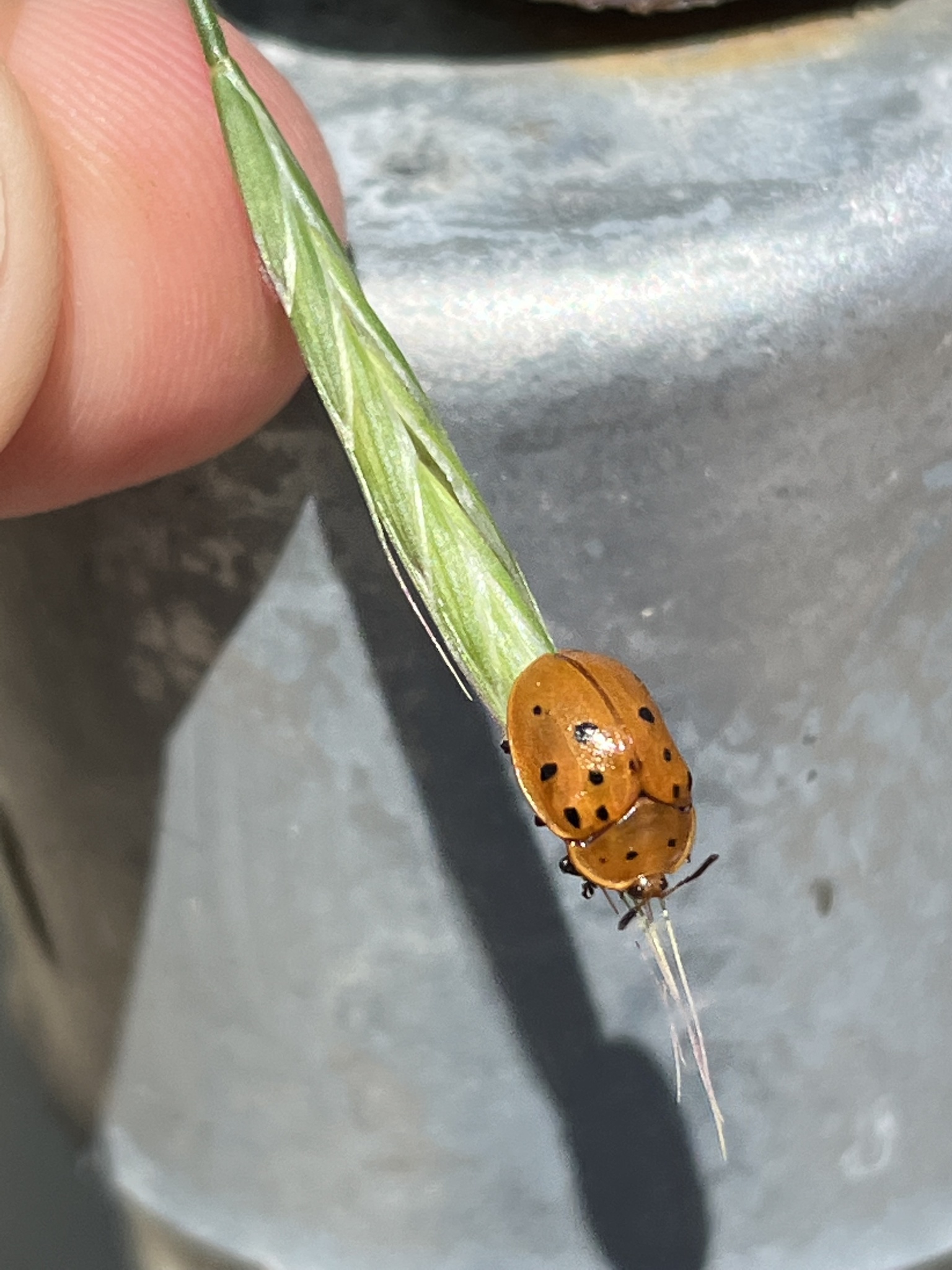 Chelymorpha cassidea (Fabricius, 1775)
