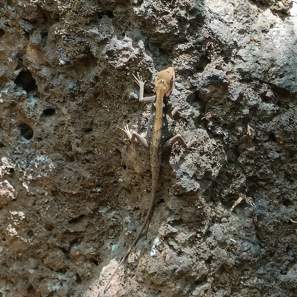 Oriental Garden Lizard from C2H6+PP Shri Uma Shankar Nilaya, Priol, Goa ...