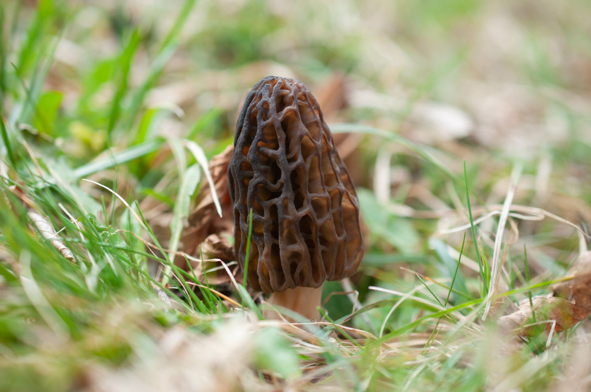 Morchella deliciosa Fr.