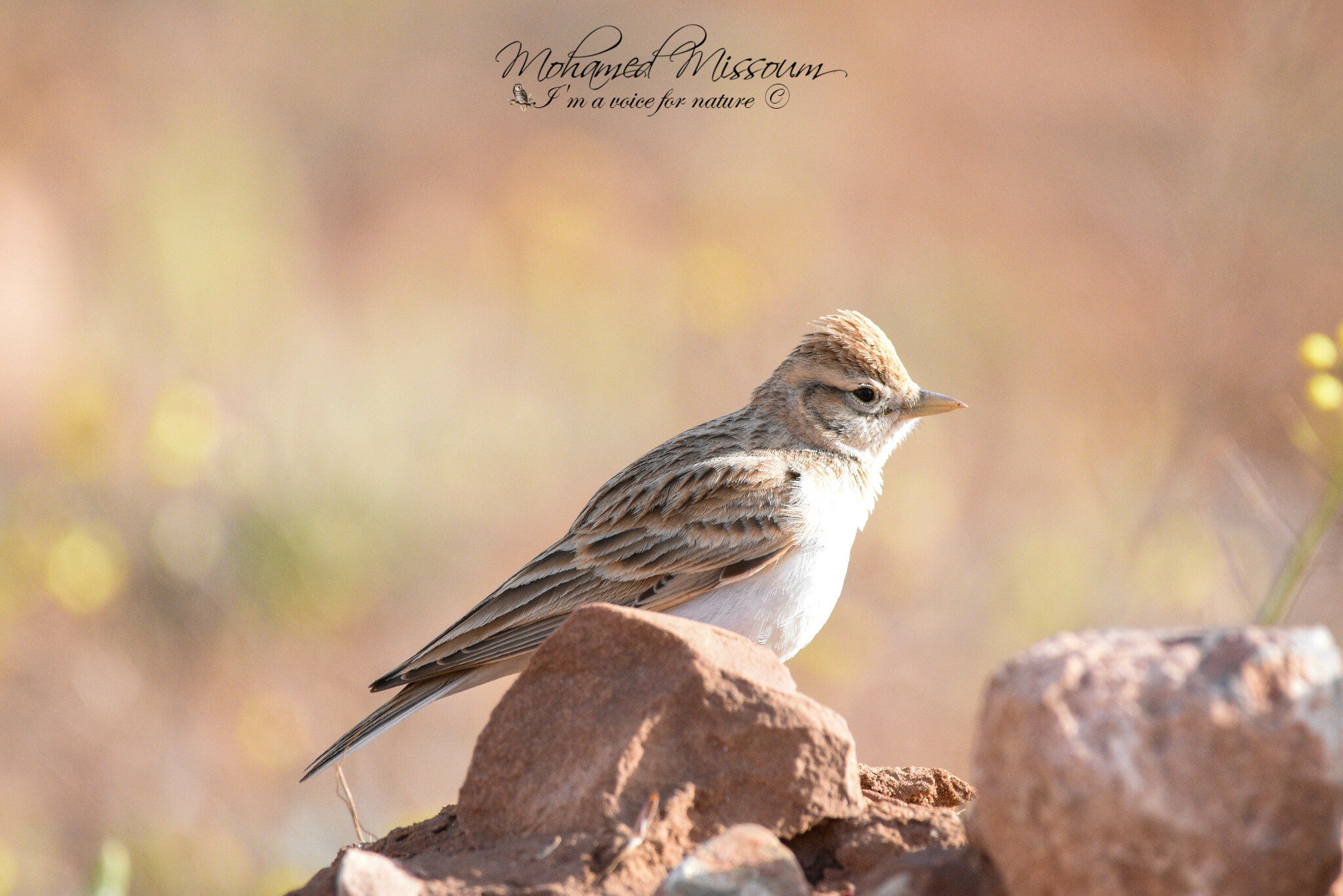 Calandrella brachydactyla (Leisler, 1814)