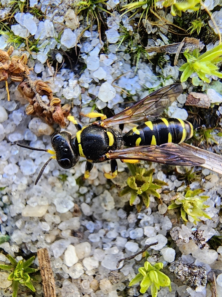 Square-headed Wasps, Sand Wasps, and Allies from Elgin, SC, USA on ...
