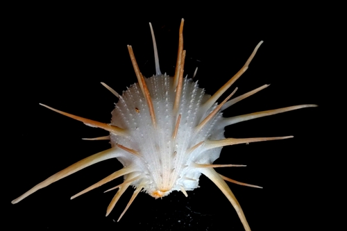 imperial thorny oyster (Spondylus imperialis) · iNaturalist