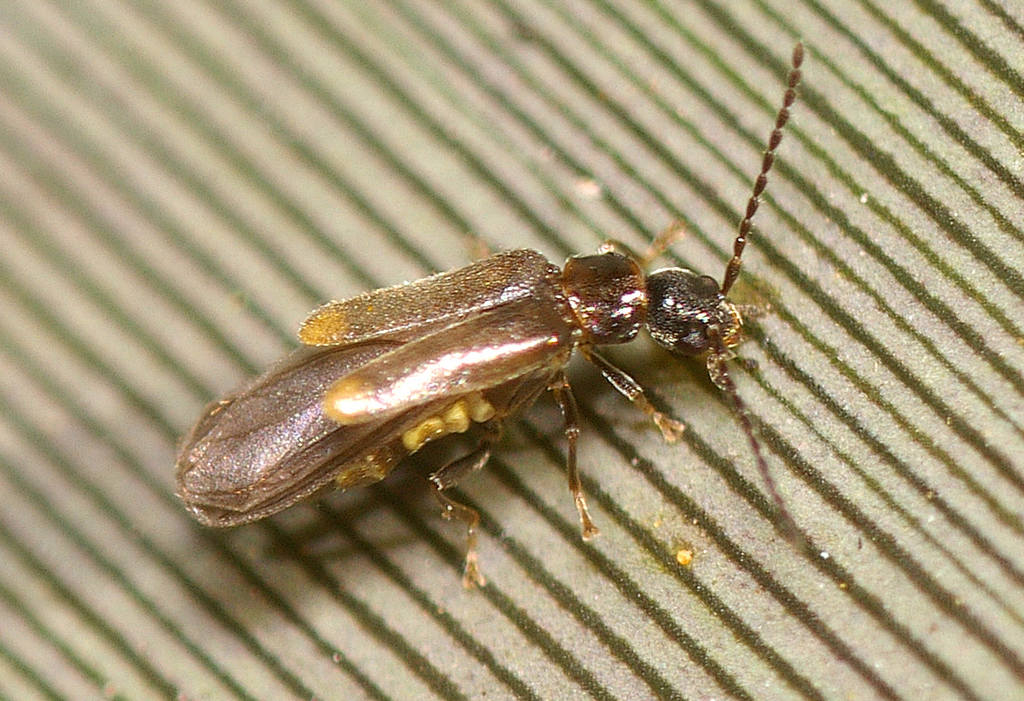 Malthodes pumilus from Westmere, New Zealand on November 15, 2013 at 12 ...