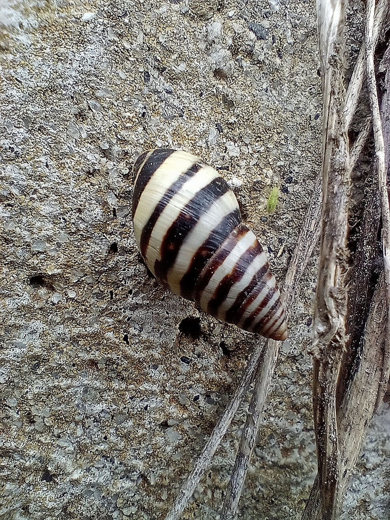 Drymaeus nigrofasciatus from Suba, Bogotá, Colombia on April 11, 2023 ...