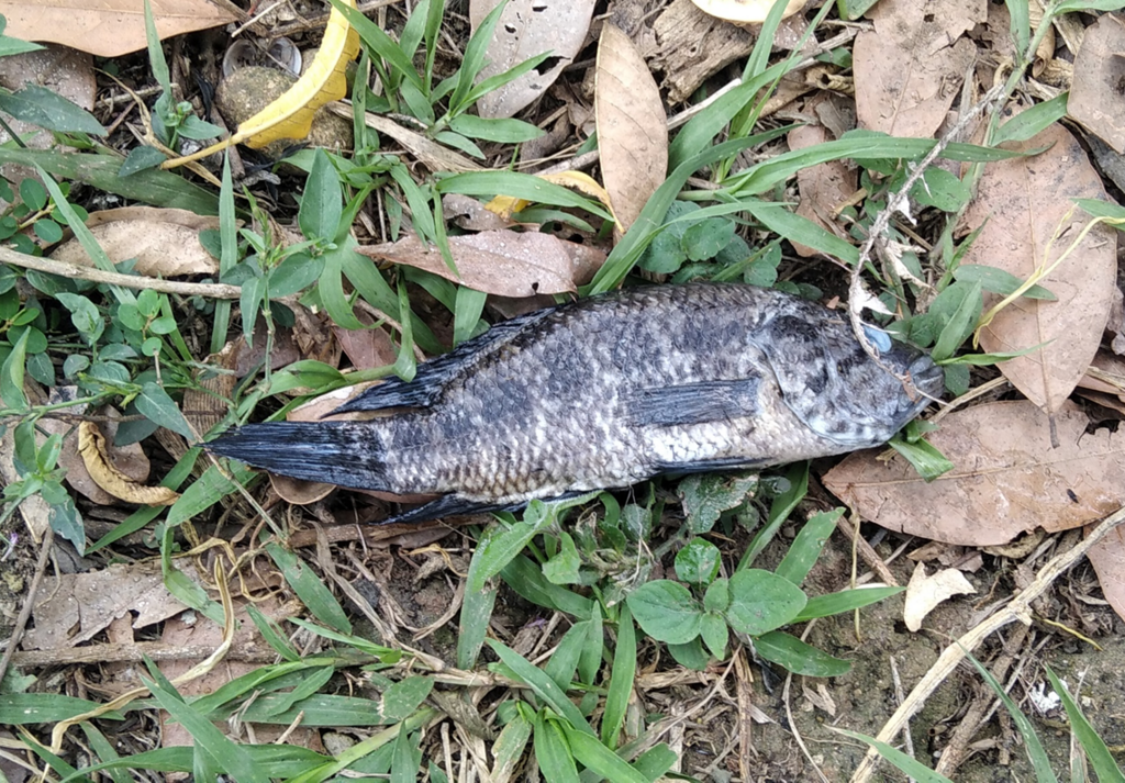 Jaguar Guapote from Atoyac, Ver., México on April 1, 2023 at 12:10 PM ...