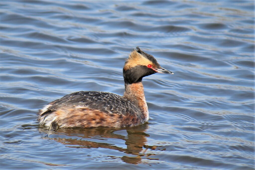 Horned Grebe from Coon Rapids, MN, USA on April 11, 2023 at 12:08 PM by ...