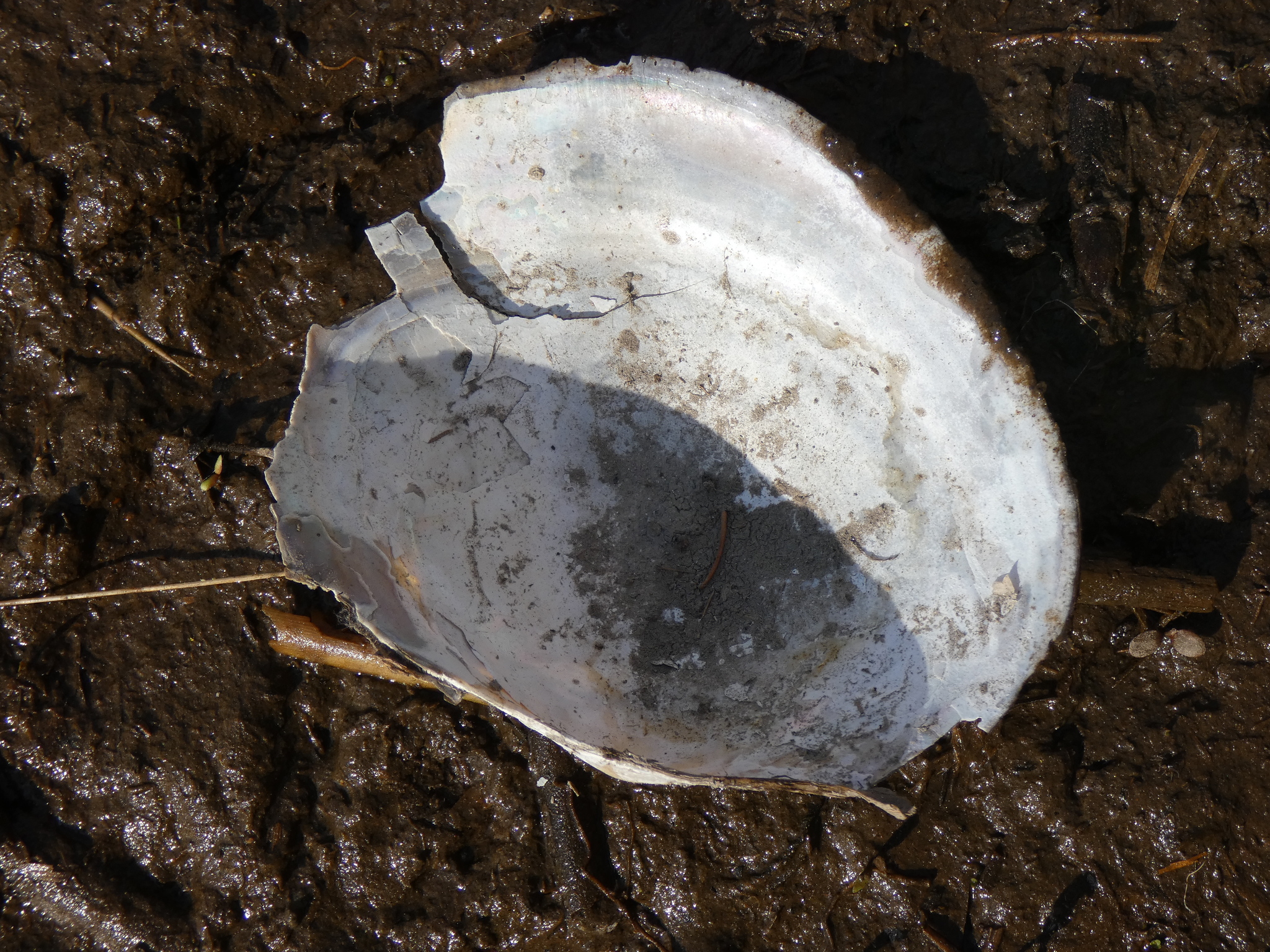 Sinanodonta woodiana (I.Lea, 1834)