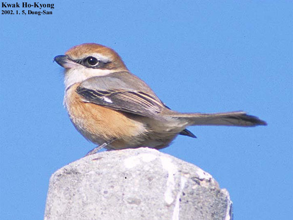 Bull-headed Shrike from Goseong, KR-KW, KR on January 5, 2002 by Kim ...