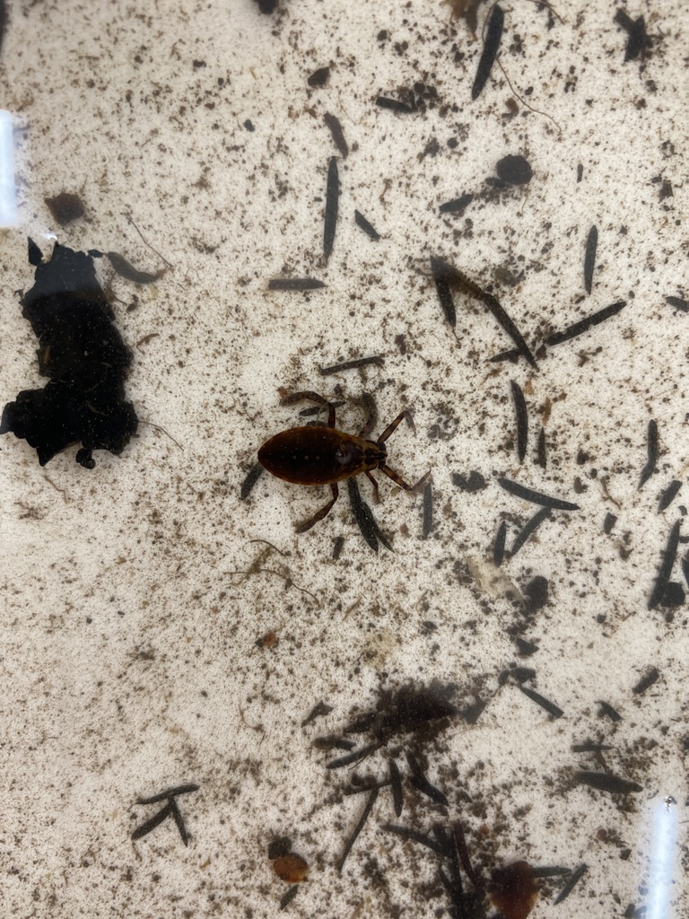 Eastern Toe-biter from Crabhall Rd, Georgetown, SC, US on April 11 ...