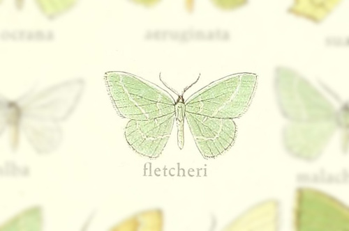 Hemistola fletcheri · iNaturalist United Kingdom