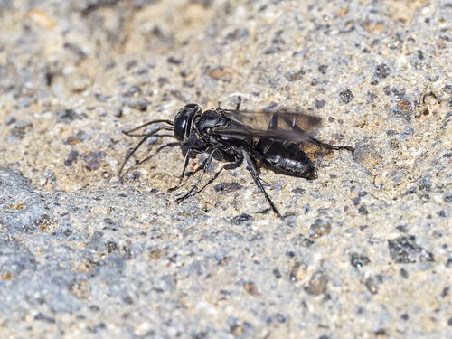 Liris nigricans · NaturaLista Colombia