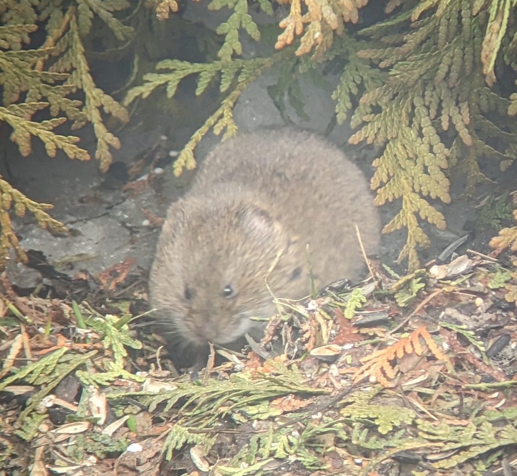Eastern Meadow Vole from Mont-Joli, QC G5H 2N3, Canada on April 11 ...