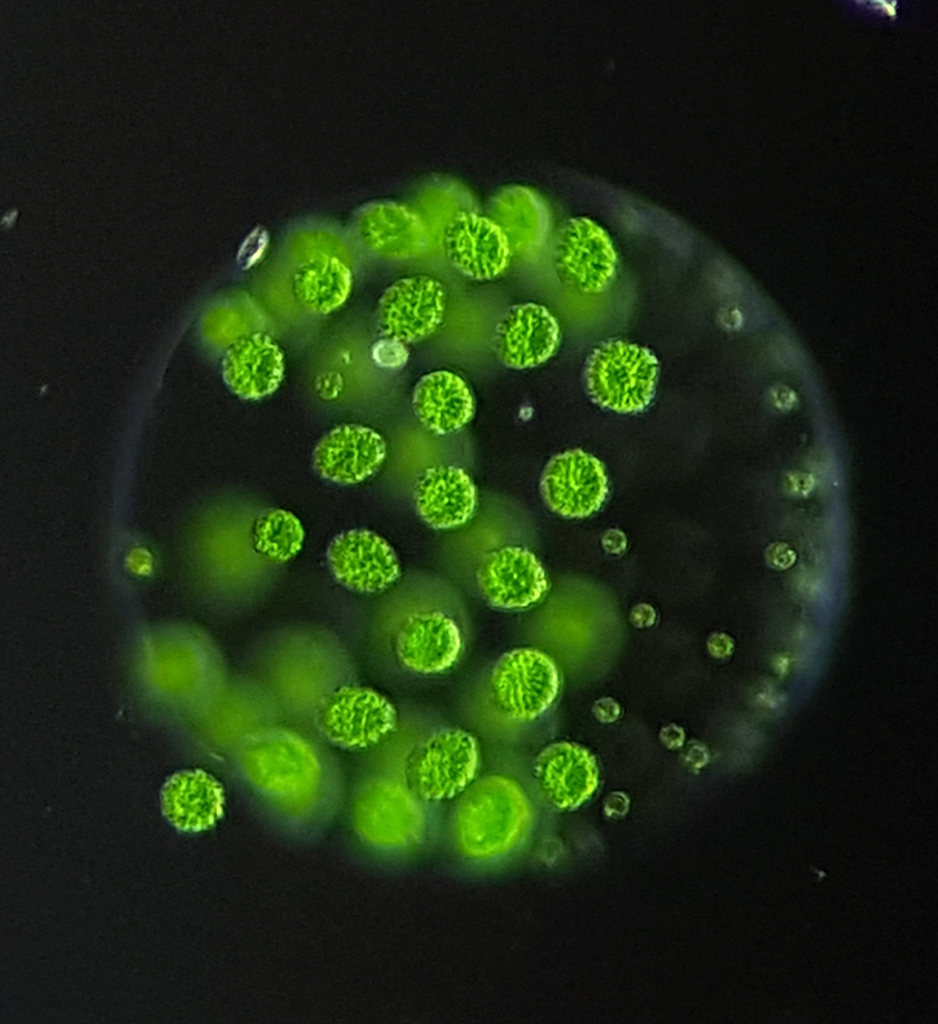 Pleodorina californica from Estates Of Bauerle Ranch, Austin, TX 78748 ...