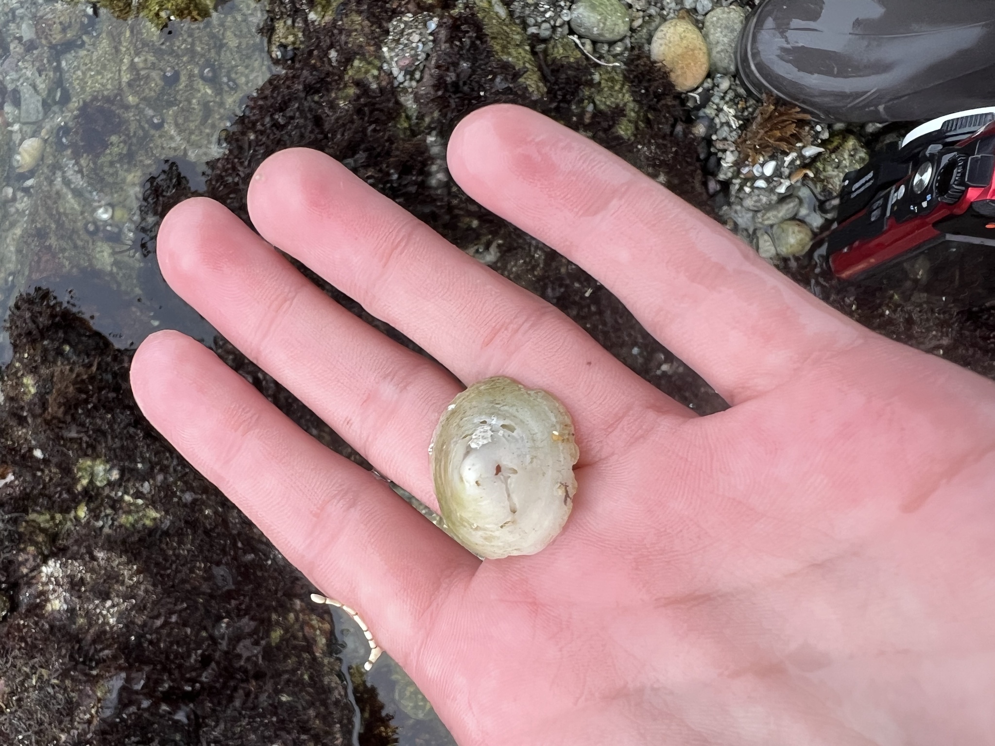 Acmaea mitra Rathke, 1833