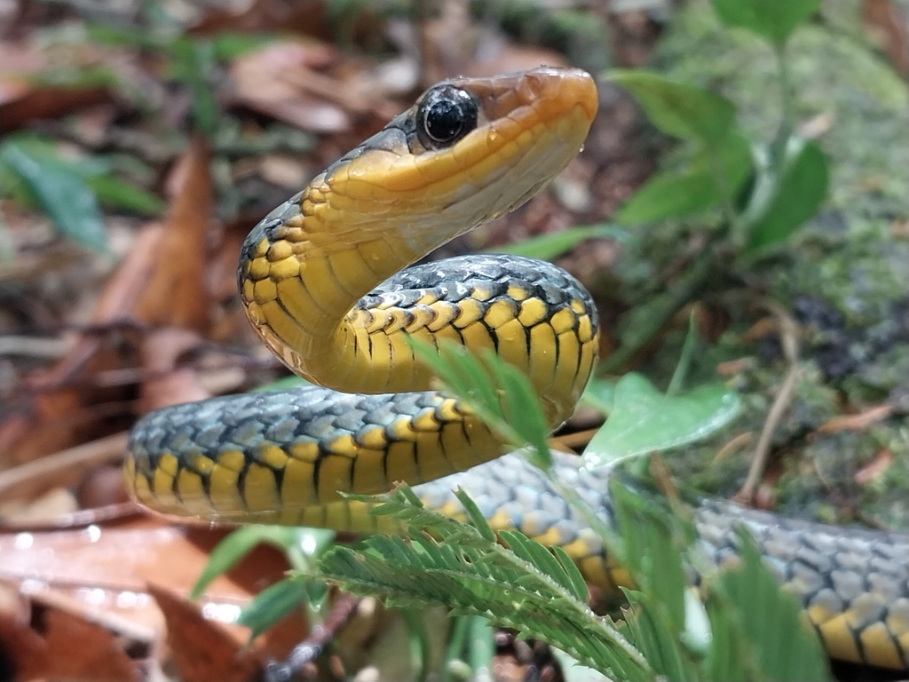mica café (Especies de Reptiles del Meta, Colombia) · iNaturalist