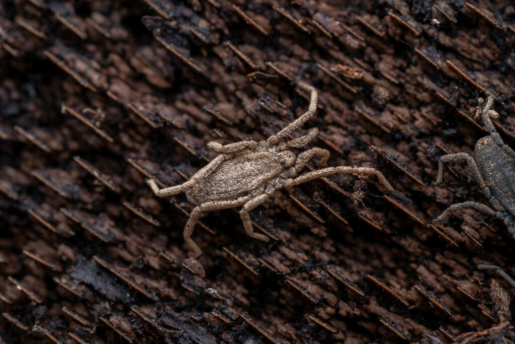Trogulus from Degerloch, Stuttgart, Allemagne on April 11, 2023 at 02: ...