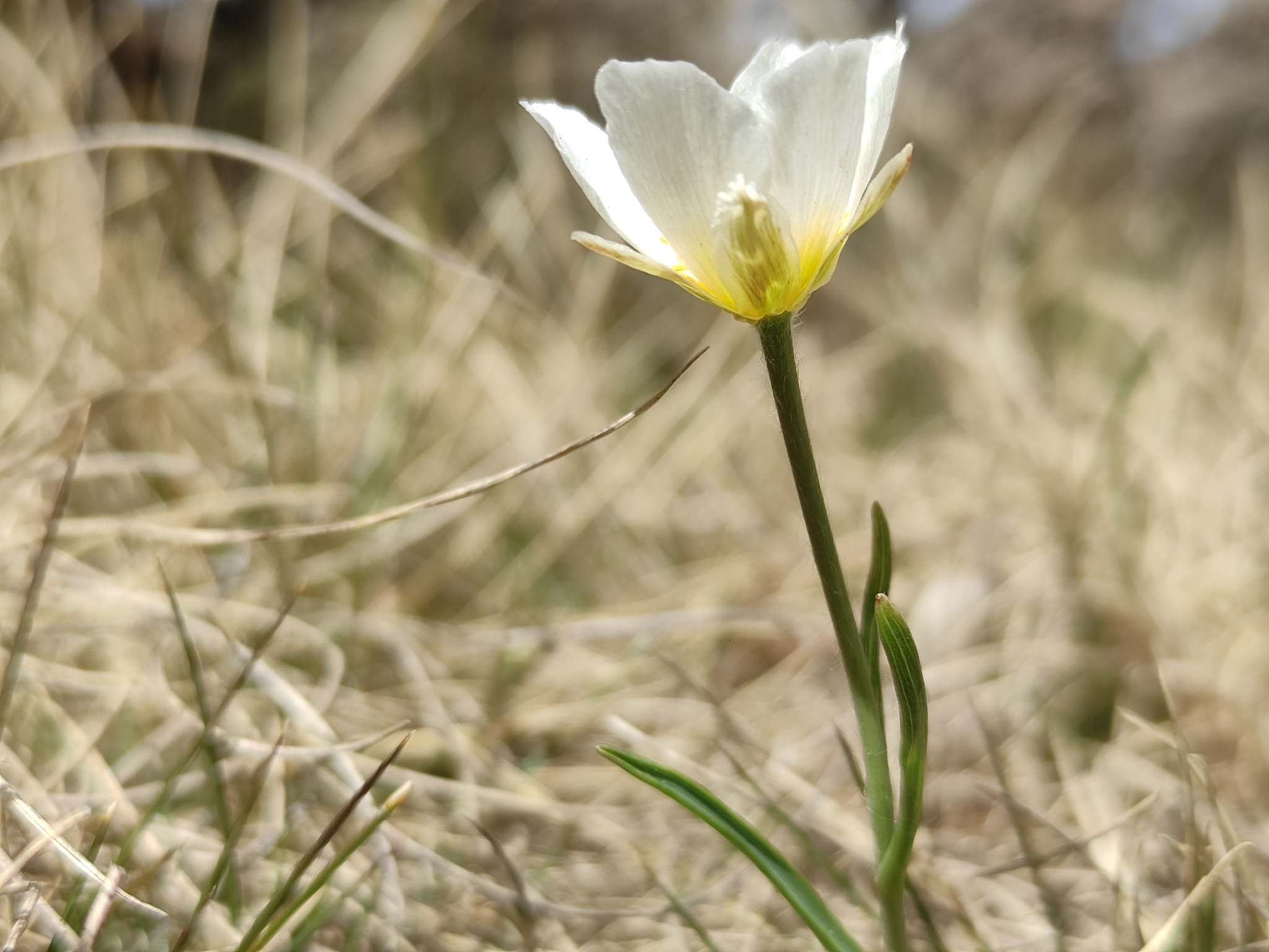Ranunculus pyrenaeus L.