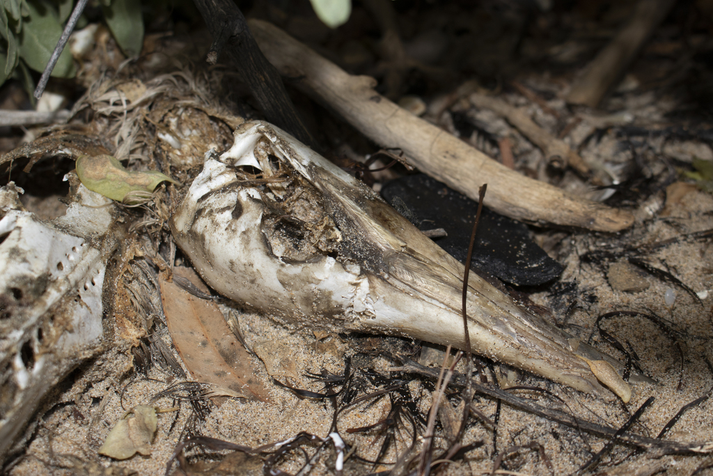 Cormorants and Shags from Newport Coast, Newport Beach, CA, USA on ...