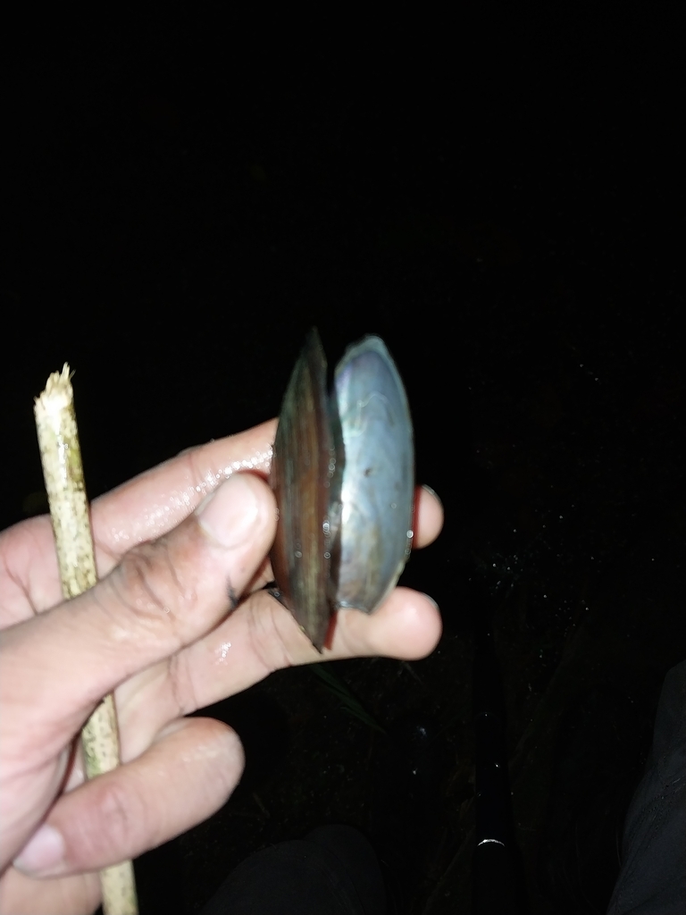 Anodontites leotaudi from Couva-Tabaquite-Talparo Regional Corporation ...