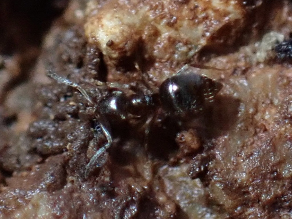 Seaside Rover Ant from Blue Hole Park, Bermuda, BM on April 9, 2023 at ...