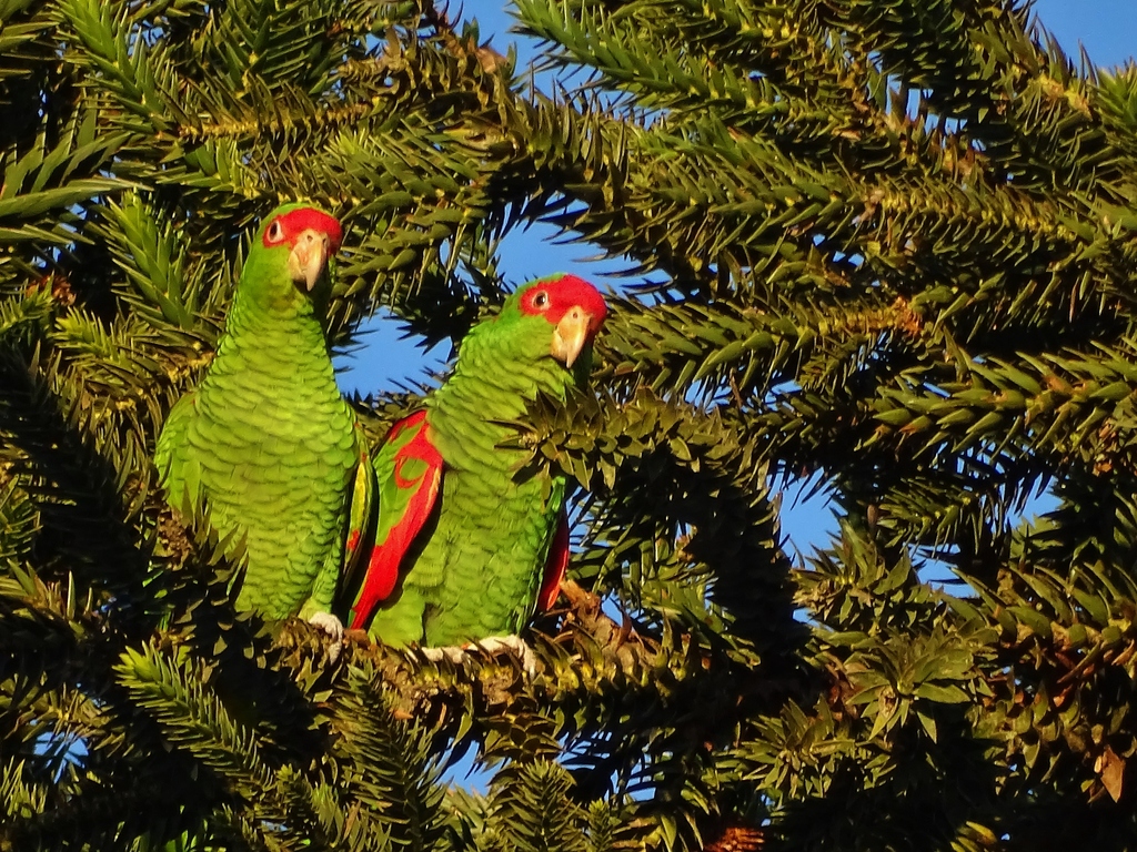 Red-spectacled Parrot in June 2021 by Nêmora Pauletti Prestes. Casal de ...