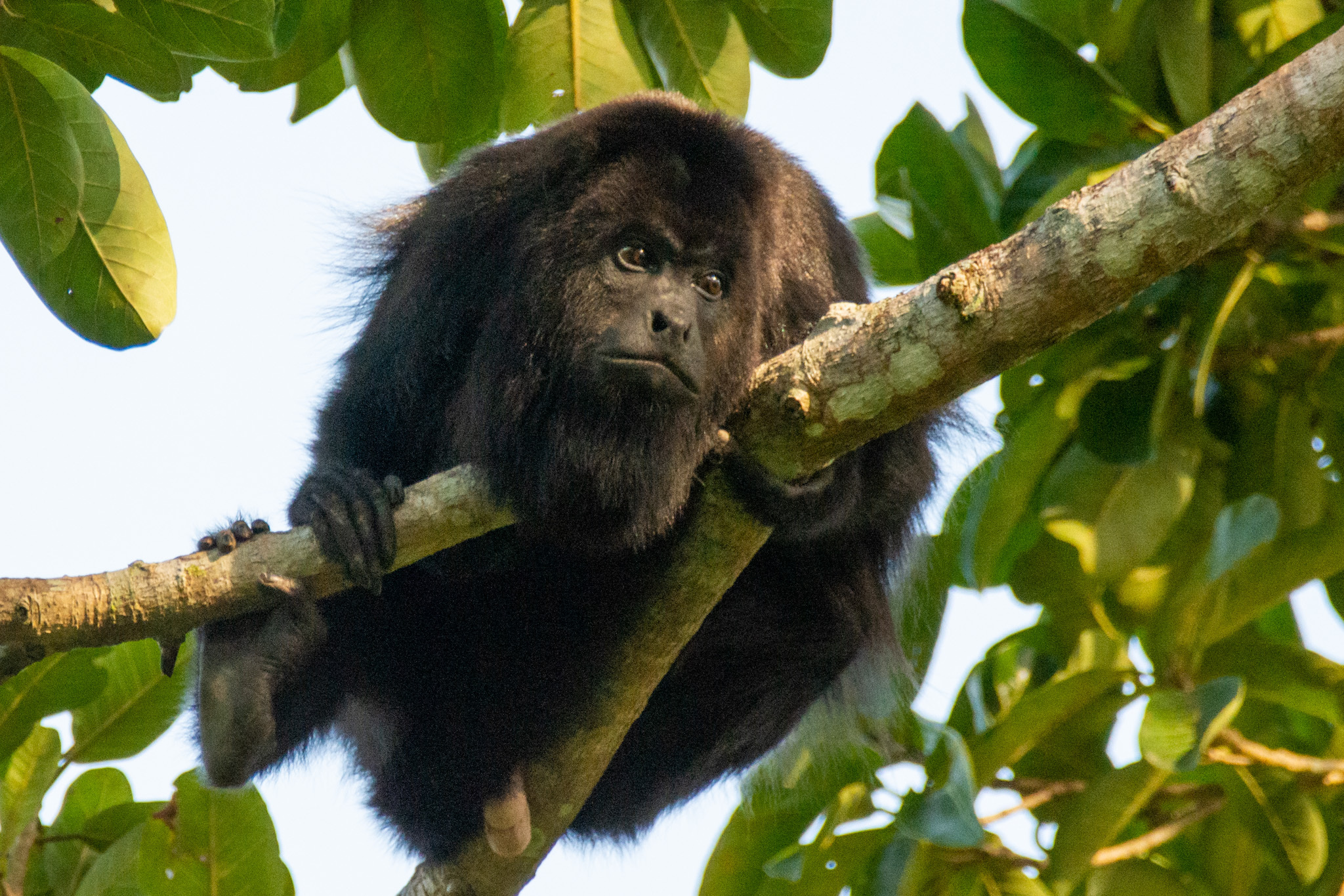 Alouatta pigra Lawrence, 1933
