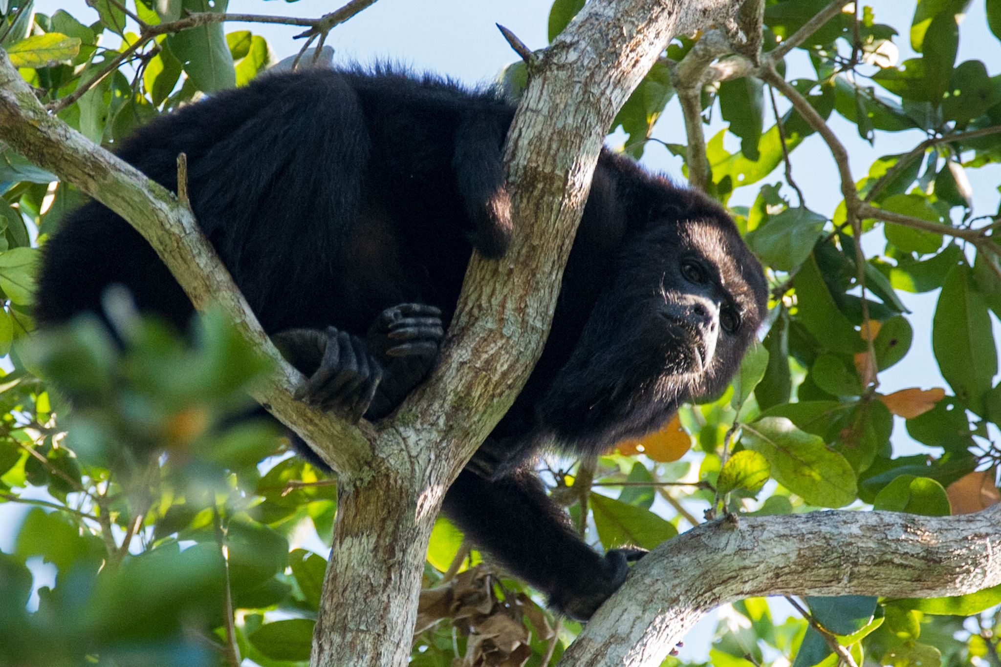 Alouatta pigra Lawrence, 1933