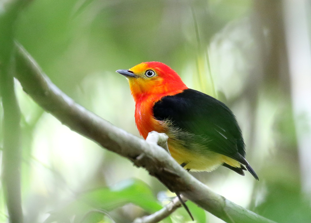 Band-tailed Manakin (Varzea Itenez) · iNaturalist