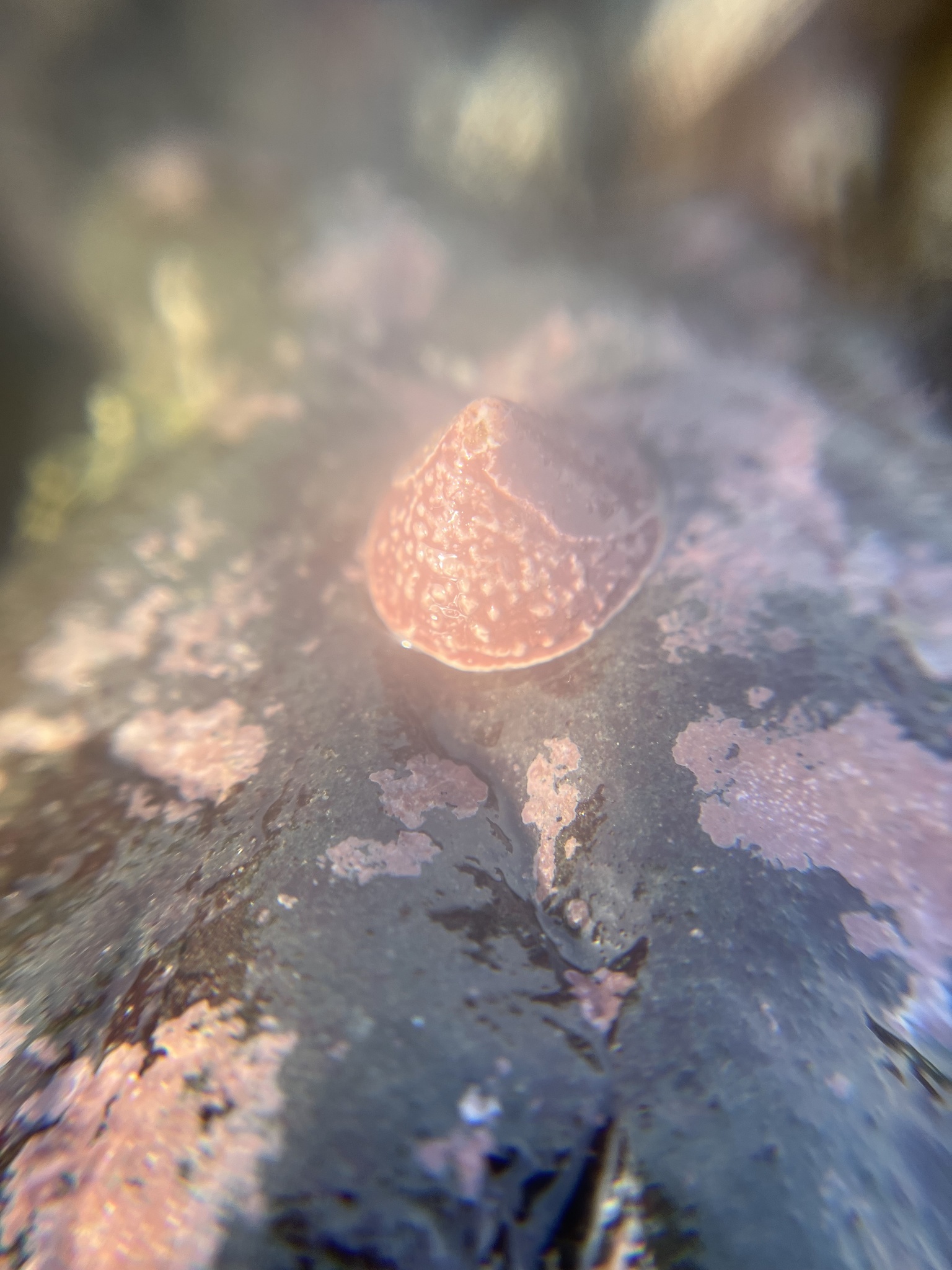 Acmaea mitra Rathke, 1833