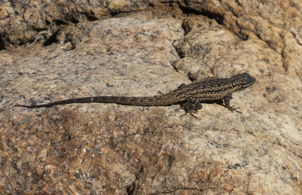 Ornate Tree Lizard from Cochise County, AZ, USA on April 11, 2023 at 08 ...