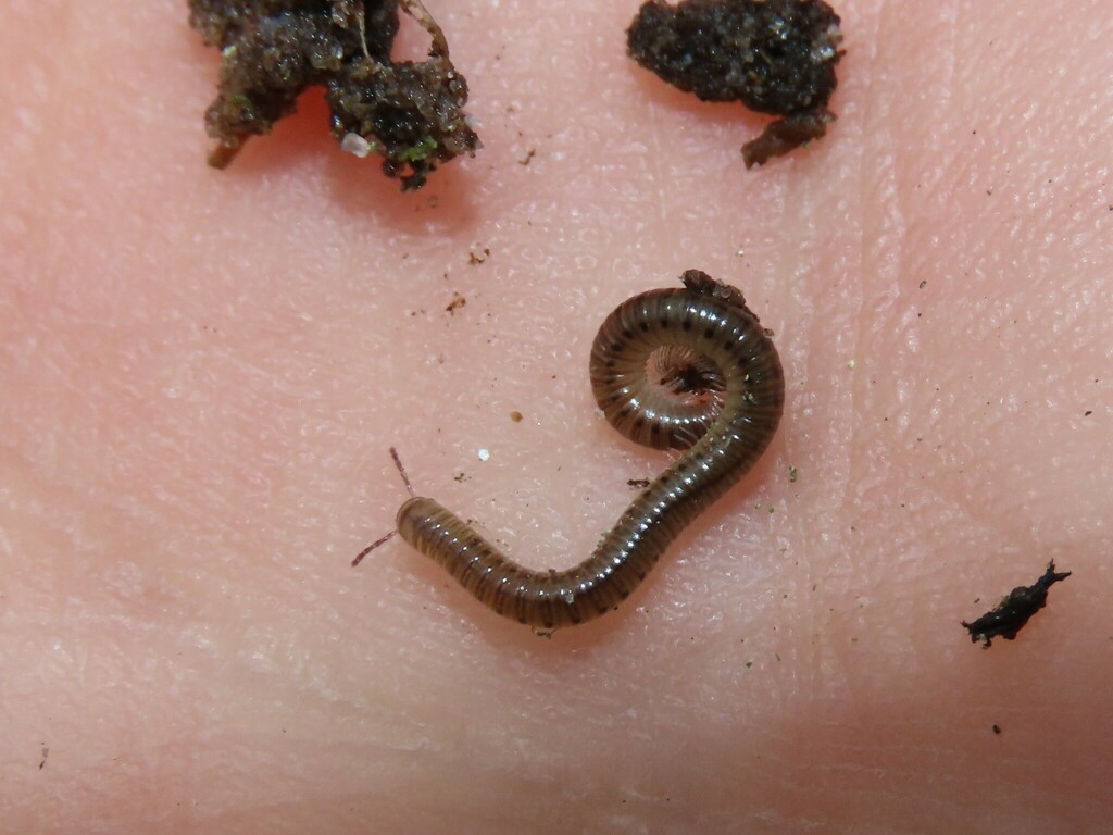Parajulid Millipedes from Orange County, FL, USA on April 11, 2023 at ...