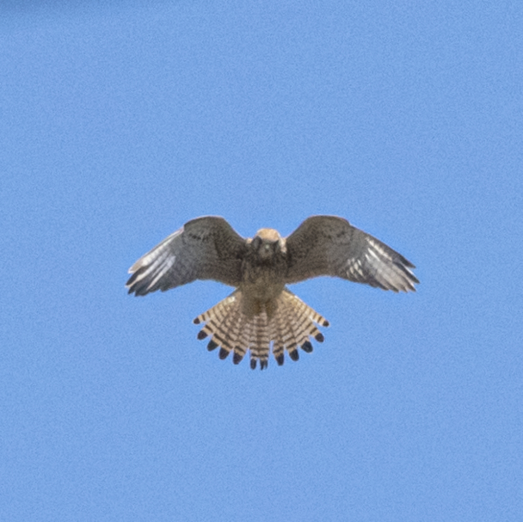 Western Eurasian Kestrel from Kunjo, Nepal on March 27, 2023 at 11:17 ...