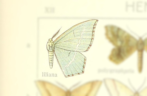 Herochroma liliana · iNaturalist United Kingdom