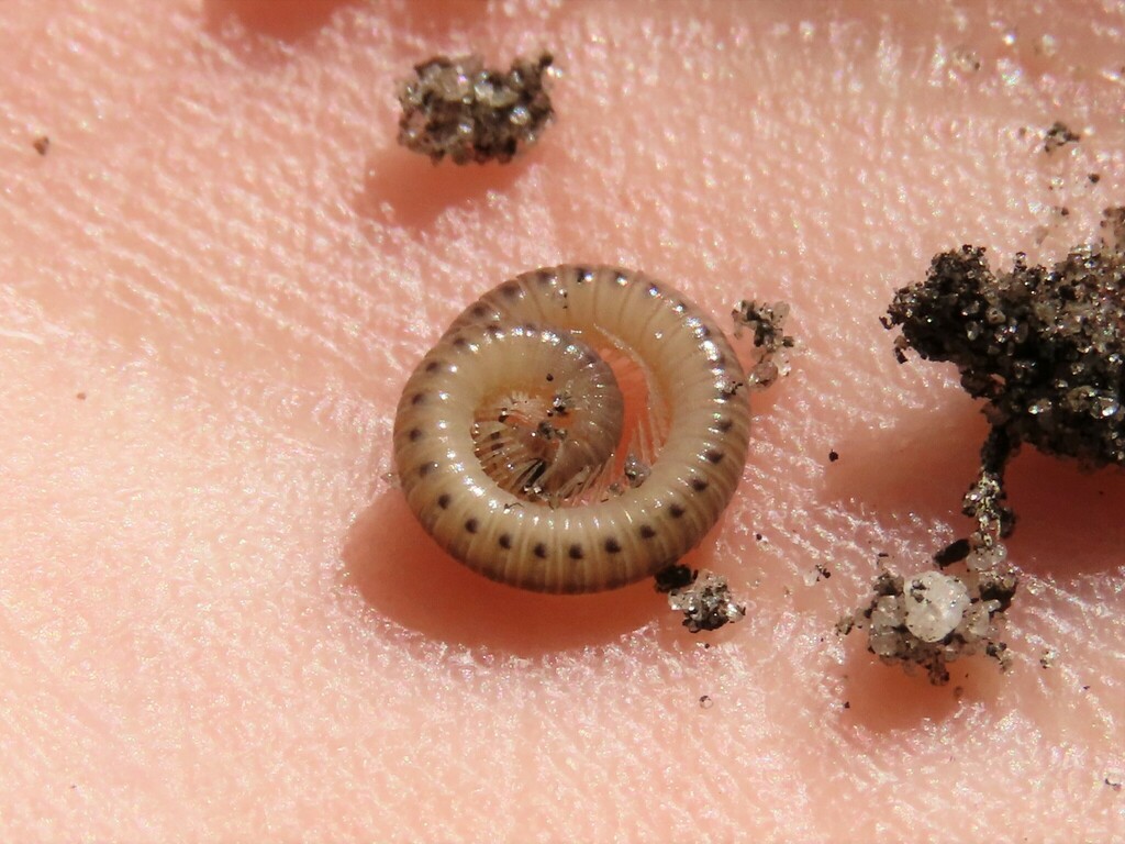 Parajulid Millipedes from Orange County, FL, USA on April 11, 2023 at ...