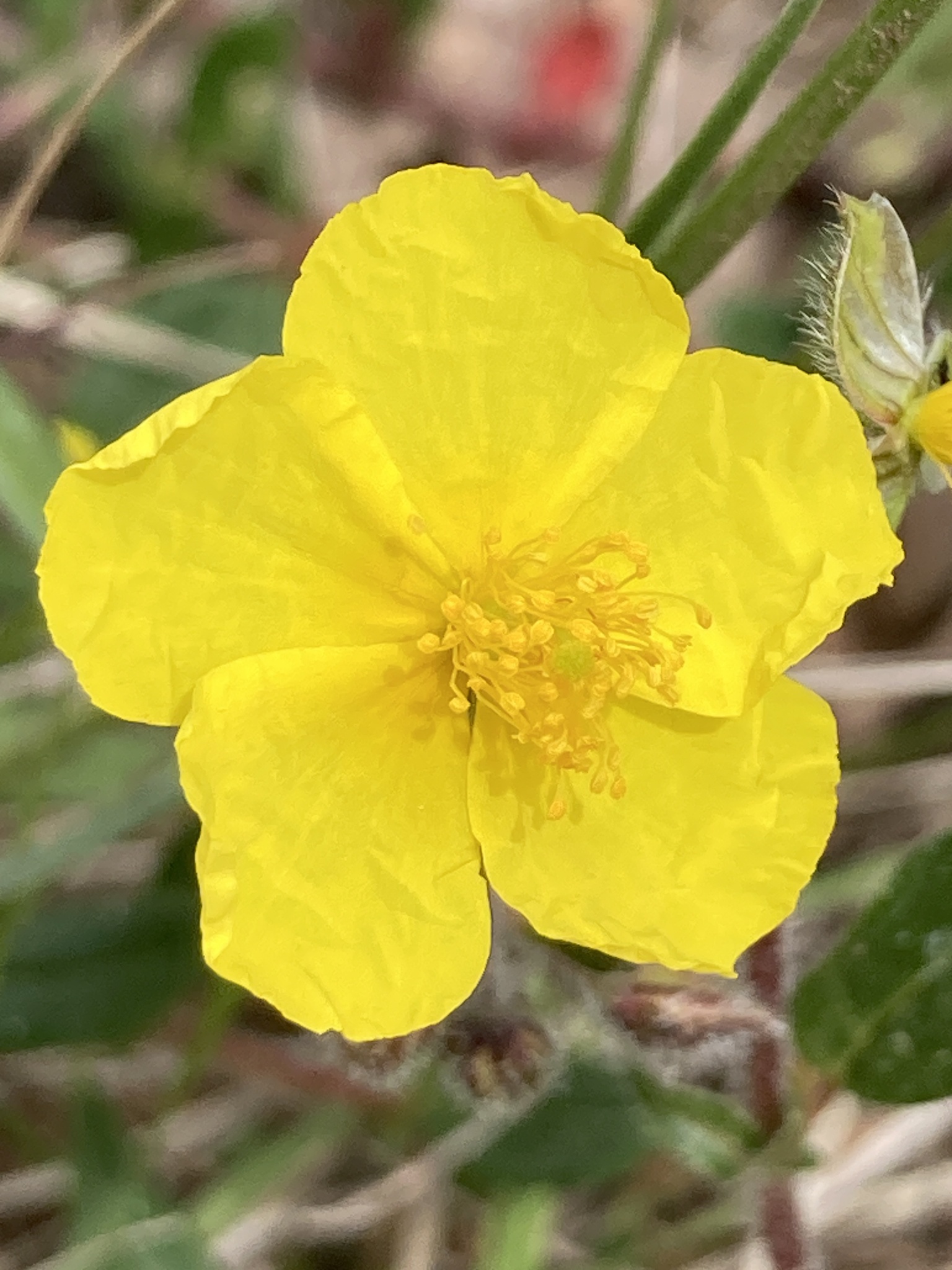 Helianthemum nummularium (L.) Mill.