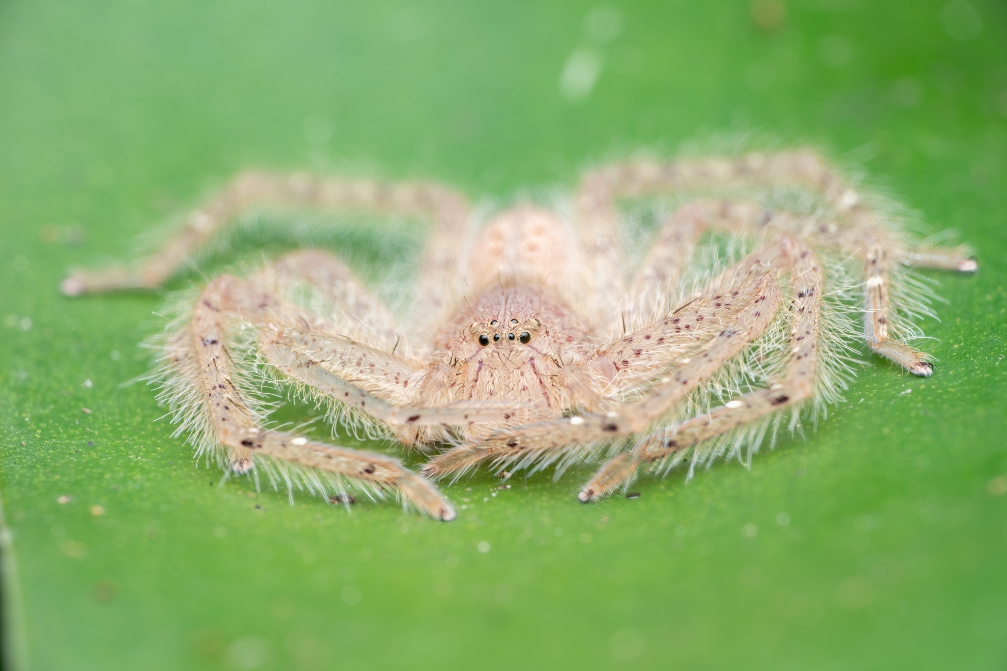 Heteropoda davidbowie Jäger, 2008